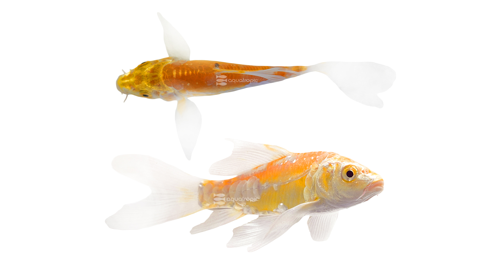 Premium Assorted Butterfly Koi - Quality Marine