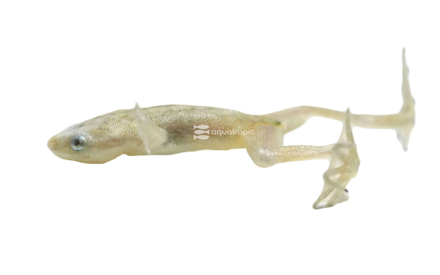 The Little Frog That Could - Quality Marine