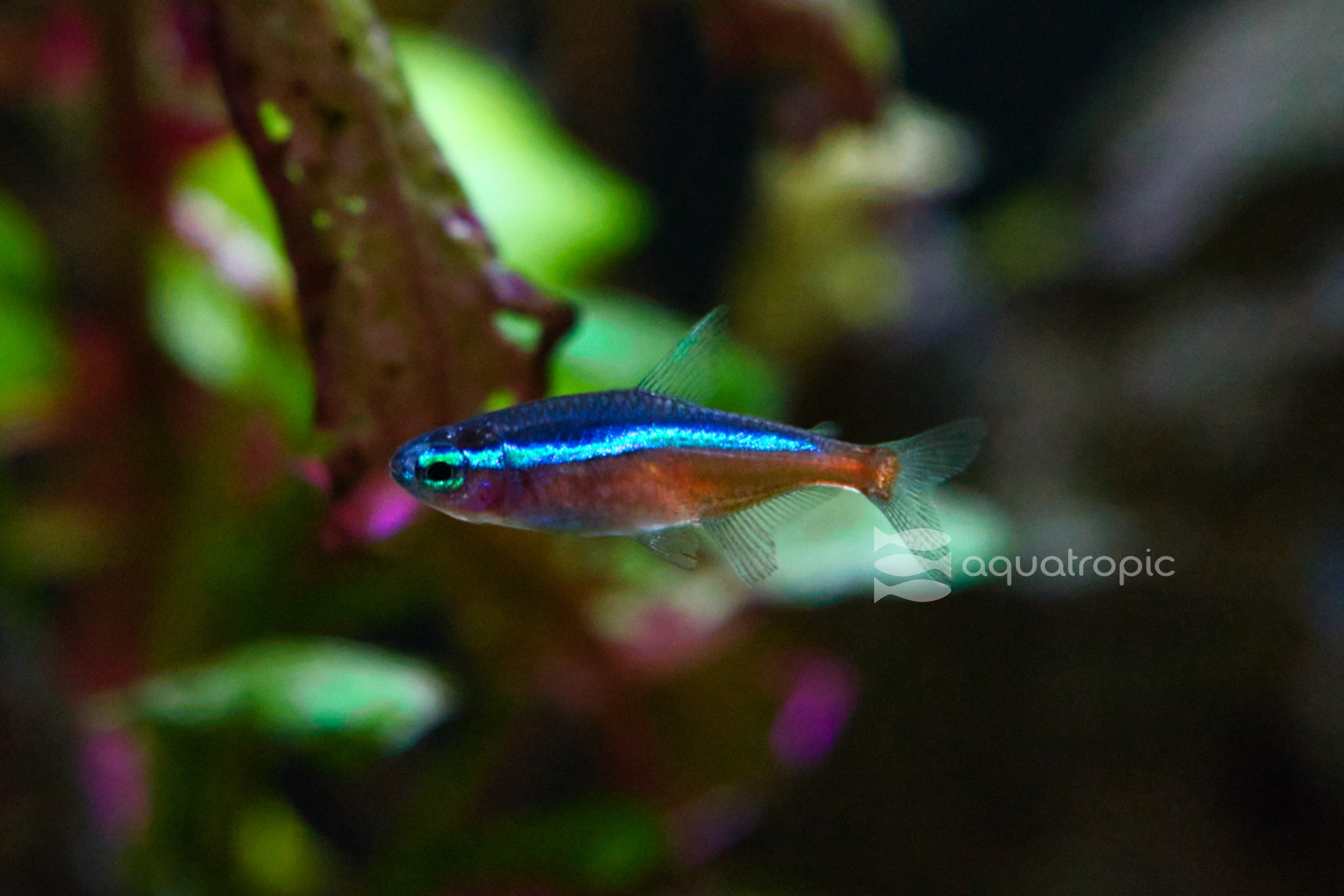 The Colorful Cardinal - Quality Marine