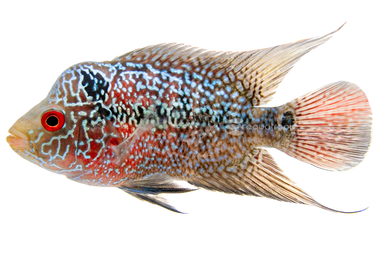 Platinum Pearl Flowerhorn Cichlid - Quality Marine