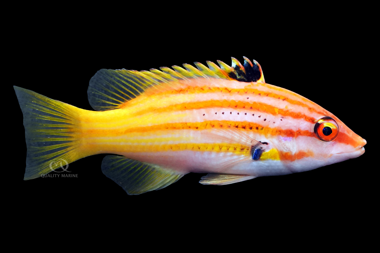 Quality Marine Receives Five Stripe Hogfish (Bodianus ...