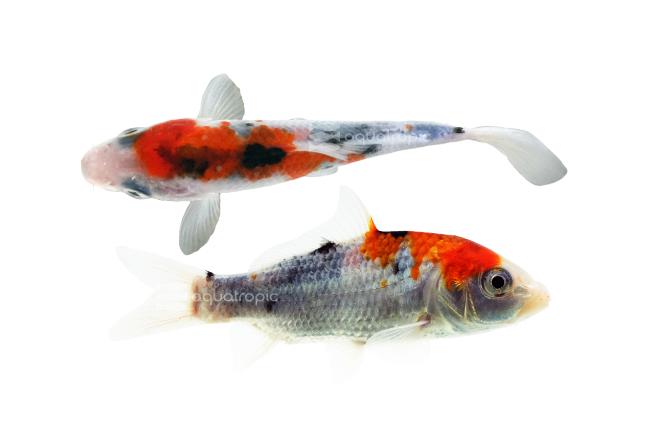 Premium Tri Color Koi - Quality Marine