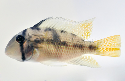 Fish Suggestions To Spice Up Your Tank - Quality Marine