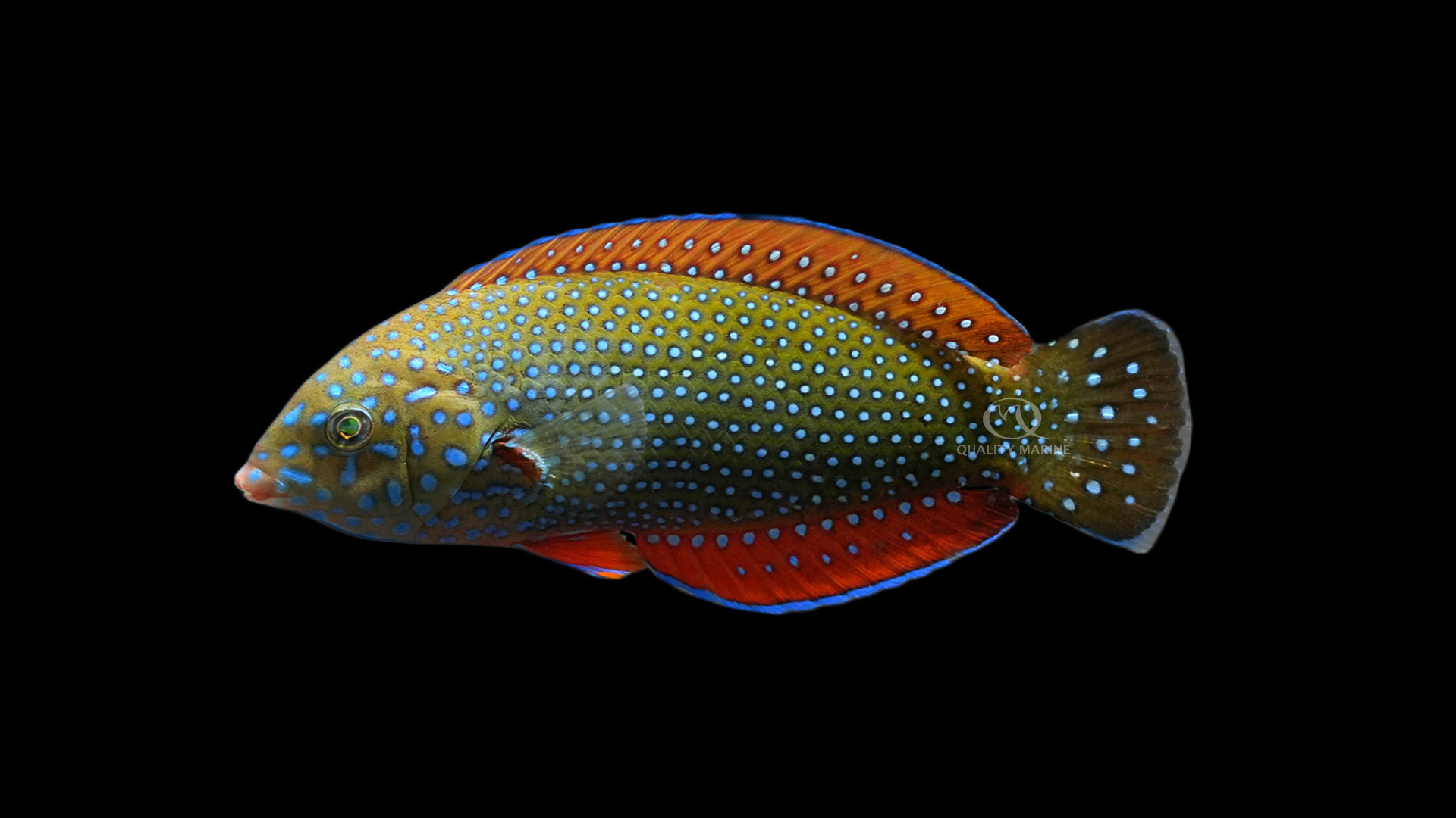 Blue Spotted Tamarin Wrasse - Quality Marine