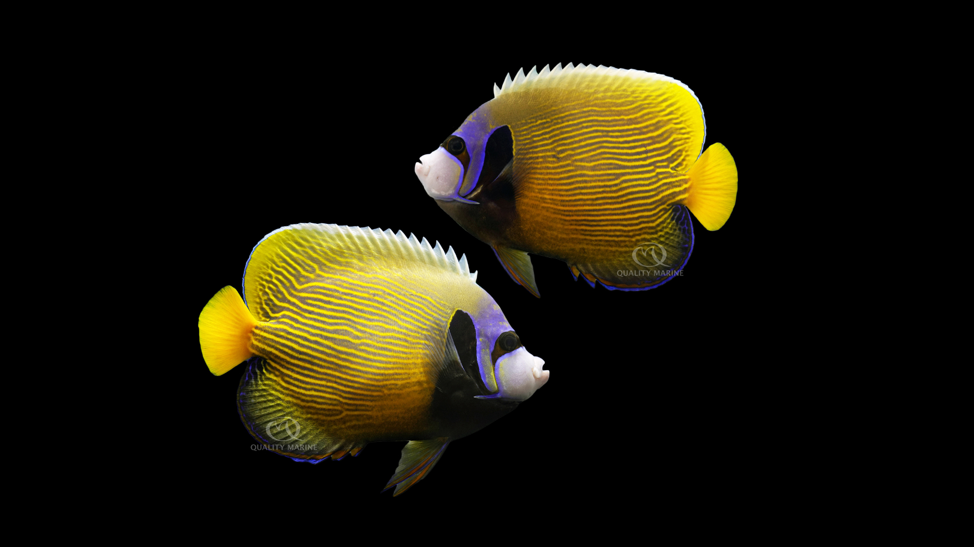 Aberrant Imperator Angel - Quality Marine