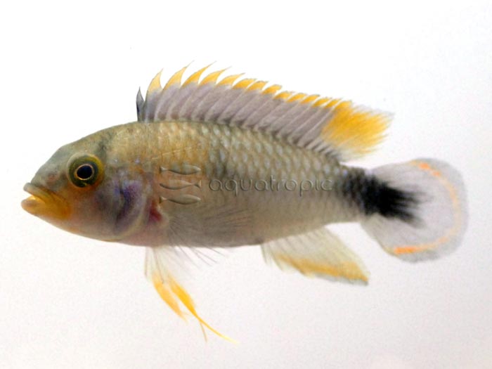 Panduro Dwarf Cichlid (Apistogramma panduro) - Quality Marine