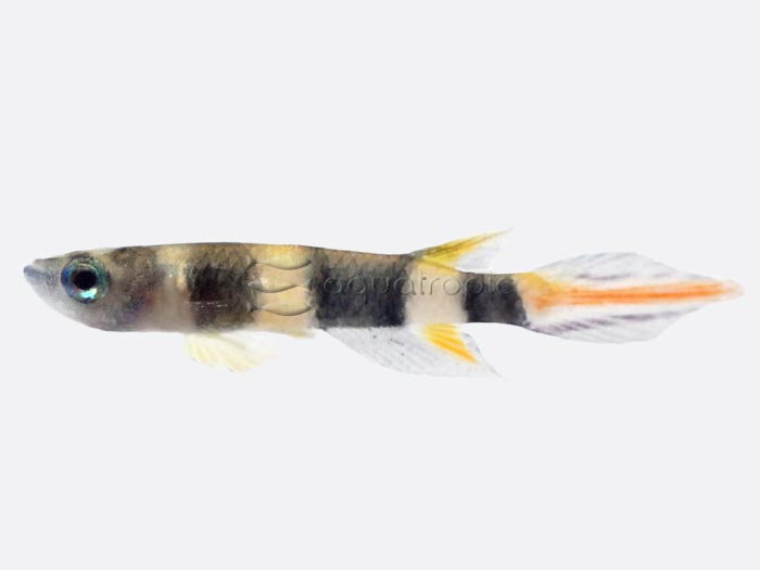 Clown Killifish (Epiplatys annulatus) - Quality Marine