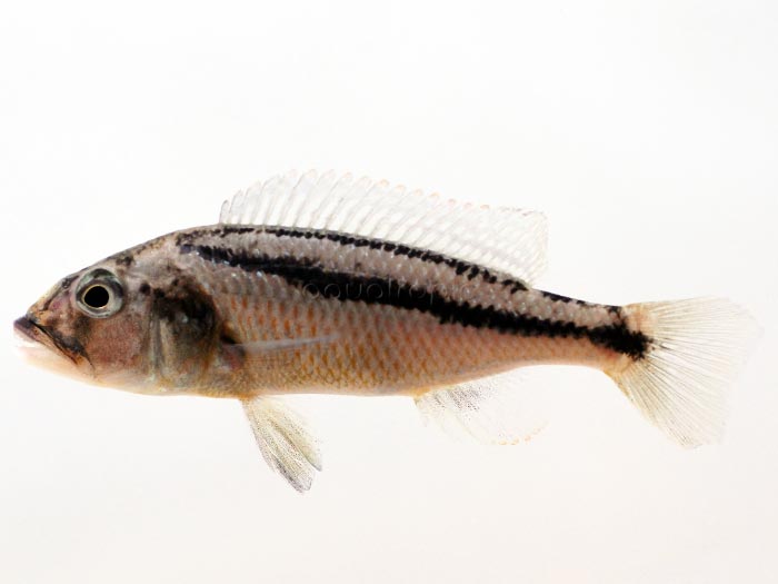 Malawi Hawk Cichlid (Aristochromis christyi) - Quality Marine