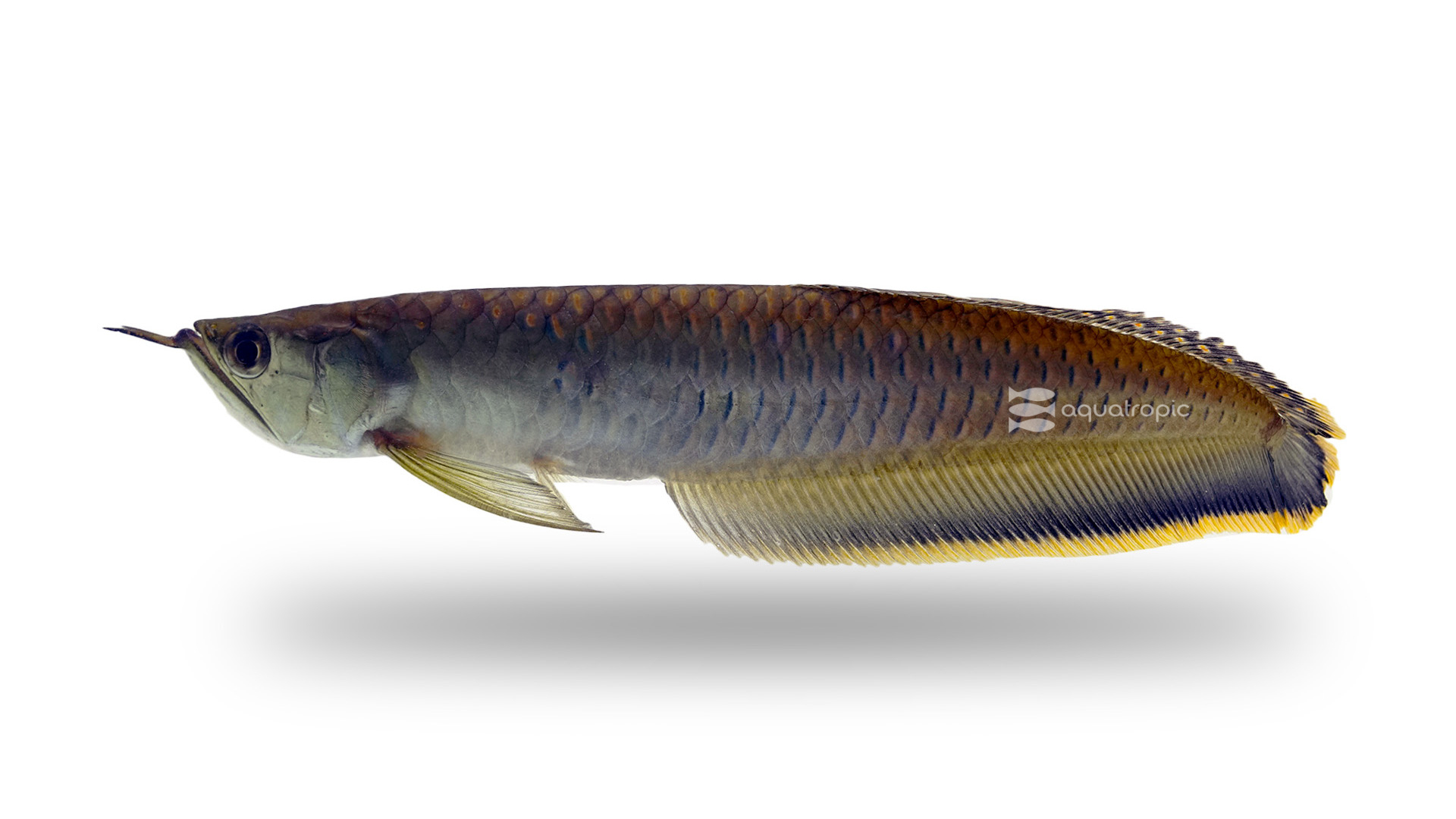 Blue Arowana - Quality Marine