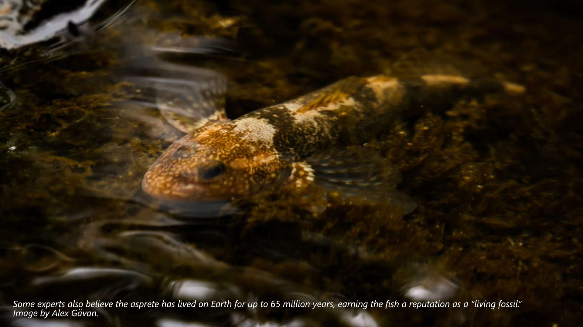 ‘Europe’s rarest fish’ numbers spawn hopes for species’ survival ...