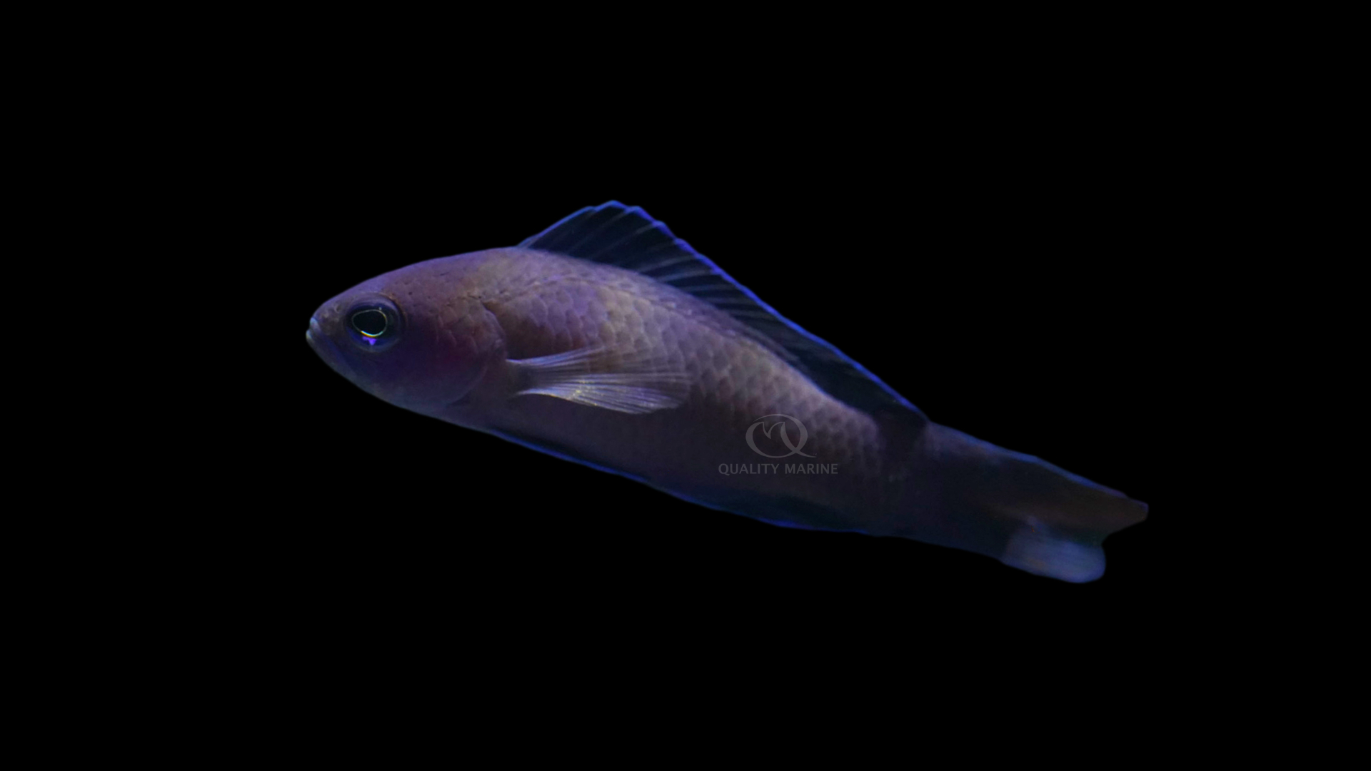 Assessing Macneil's Assessor - Quality Marine