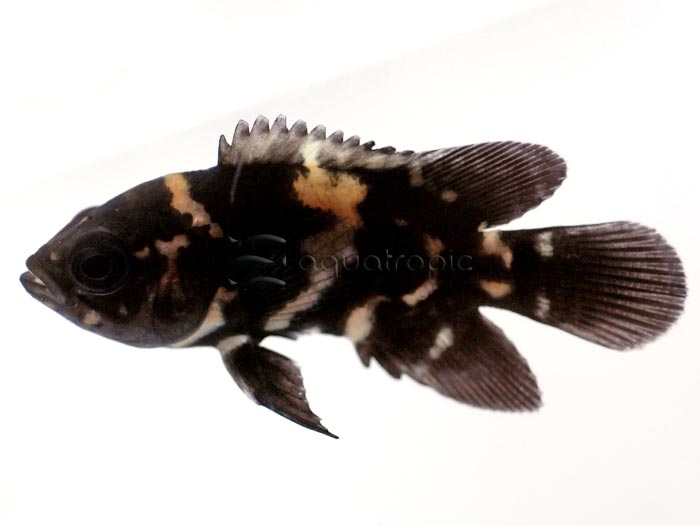 Common Oscar Cichlid (Astronotus ocellatus) - Quality Marine