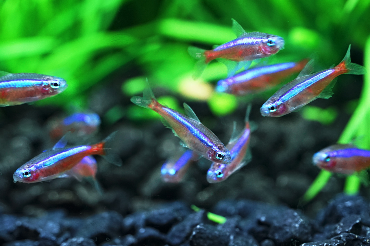 Let's Talk Tetras! - Quality Marine
