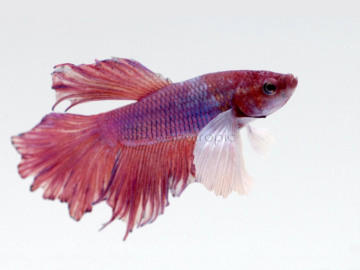 Male Delta Super Dumbo Ear Betta (Betta splendens) - Quality Marine