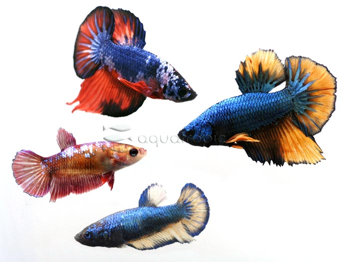 Roundtail Metallic Marble Betta Male and Female (Betta splendens ...