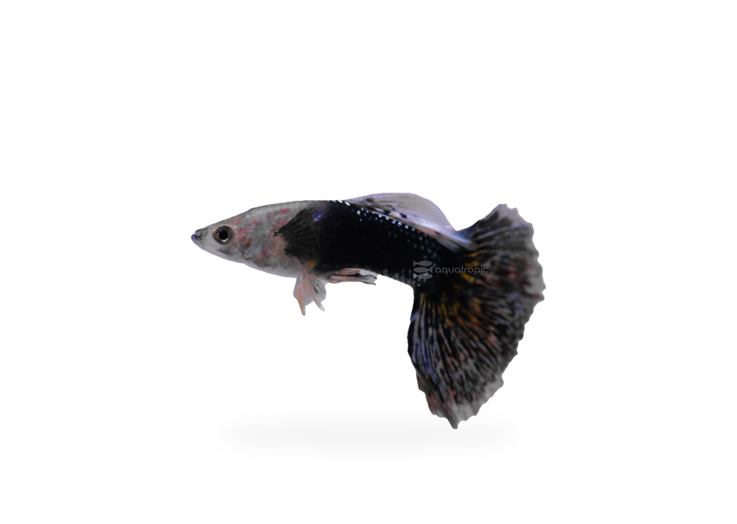 Black Is Back - Sakura Guppies - Quality Marine