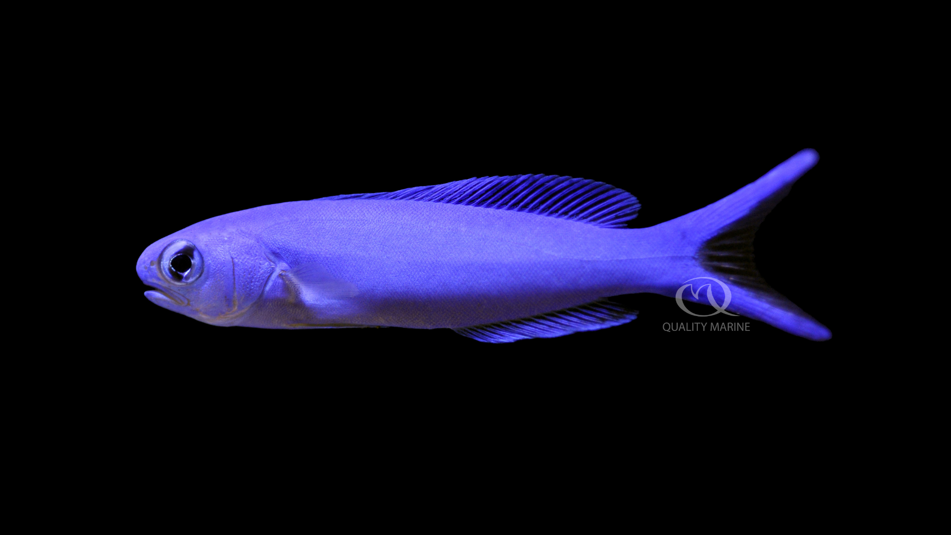 Blue Jaw Tilefish - Quality Marine