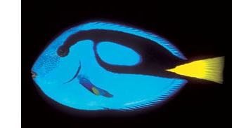 The Blue Tang - Quality Marine