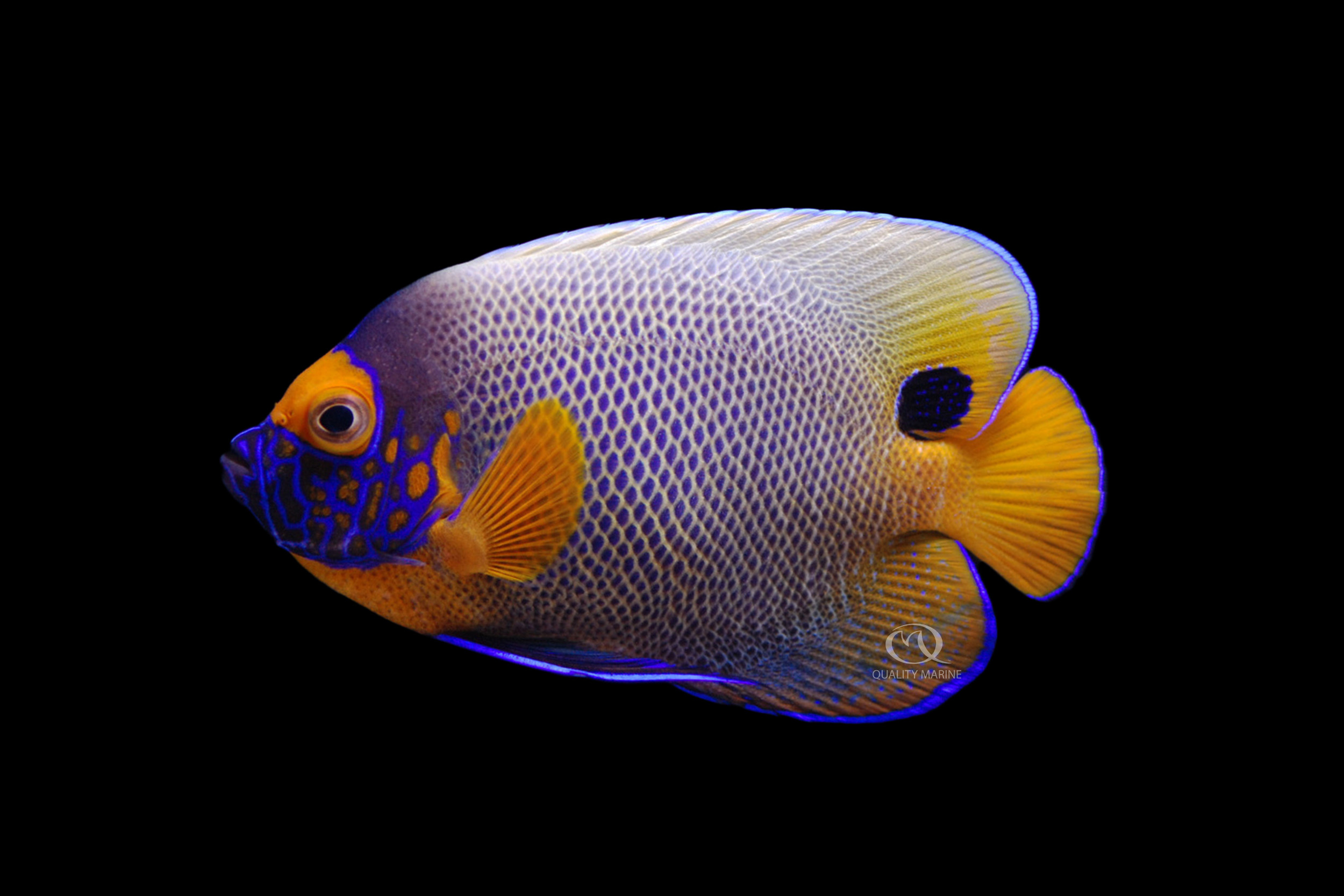 Blue Face Angel - Quality Marine