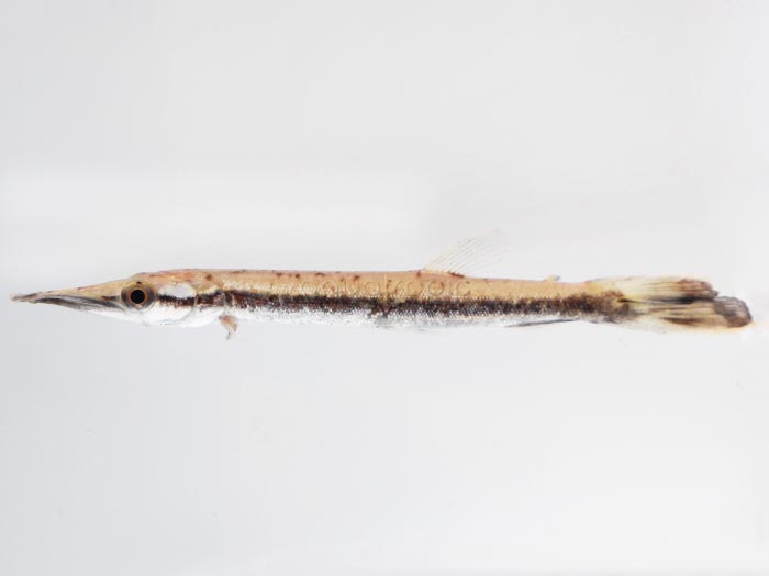 Marbled Gar (Boulengerella maculata) - Quality Marine