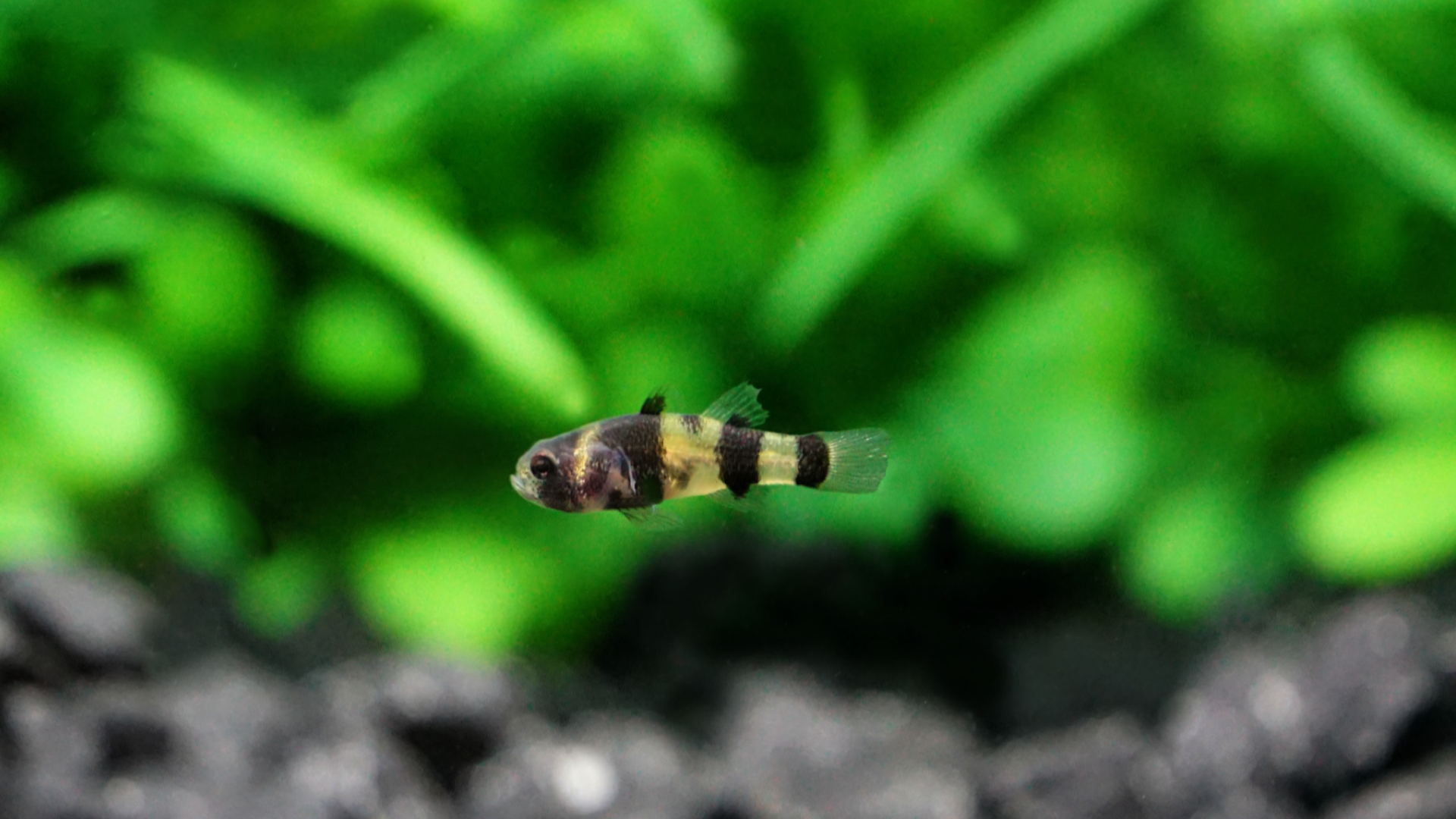Bumblebee Goby