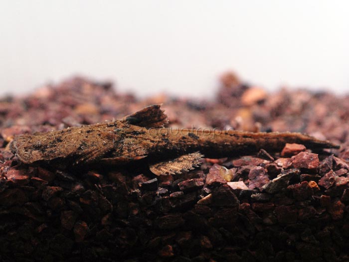 Frogmouth Catfish (Chaca sp.) - Quality Marine