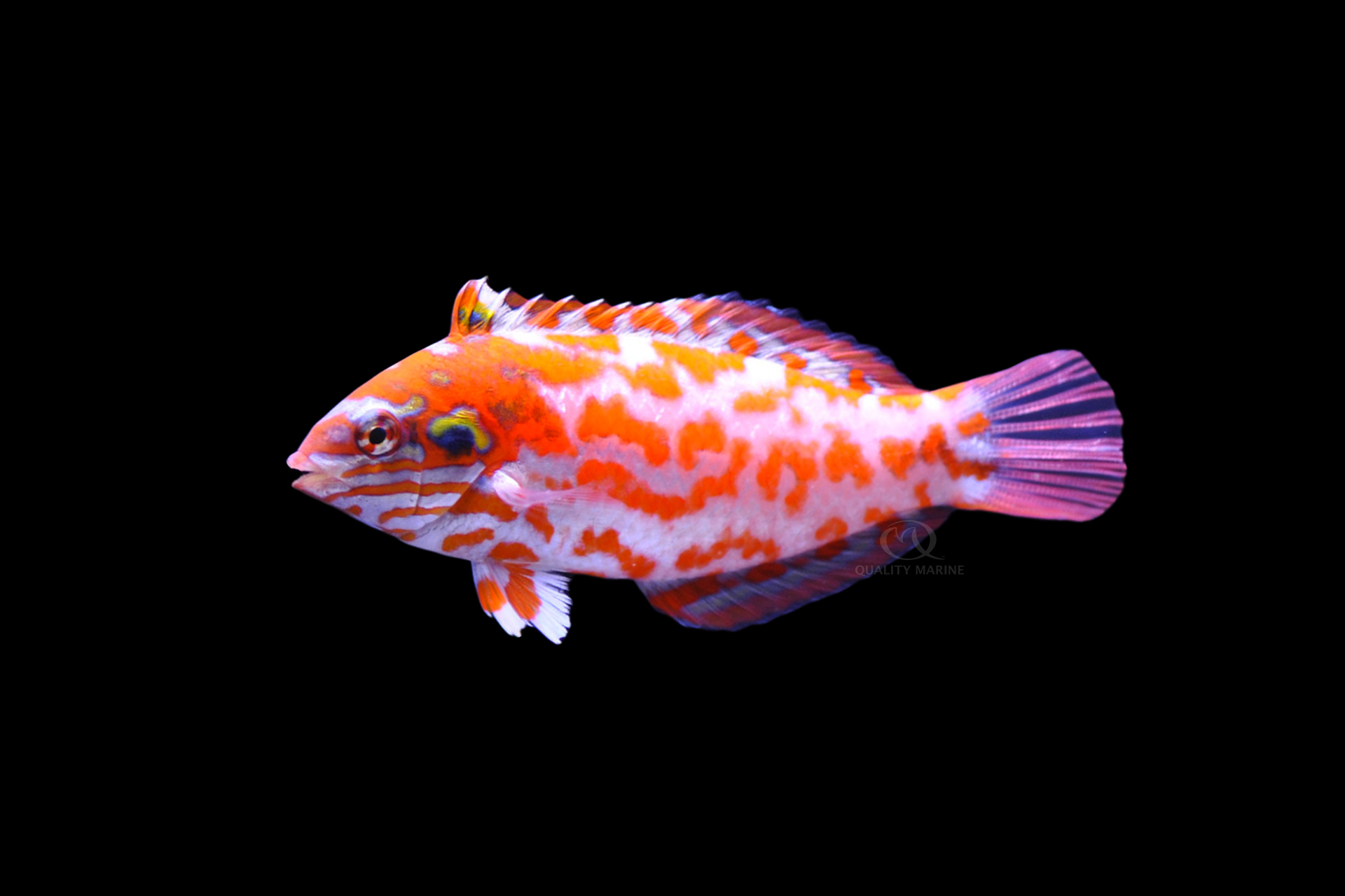The Choat's Red Leopard Wrasse - Quality Marine