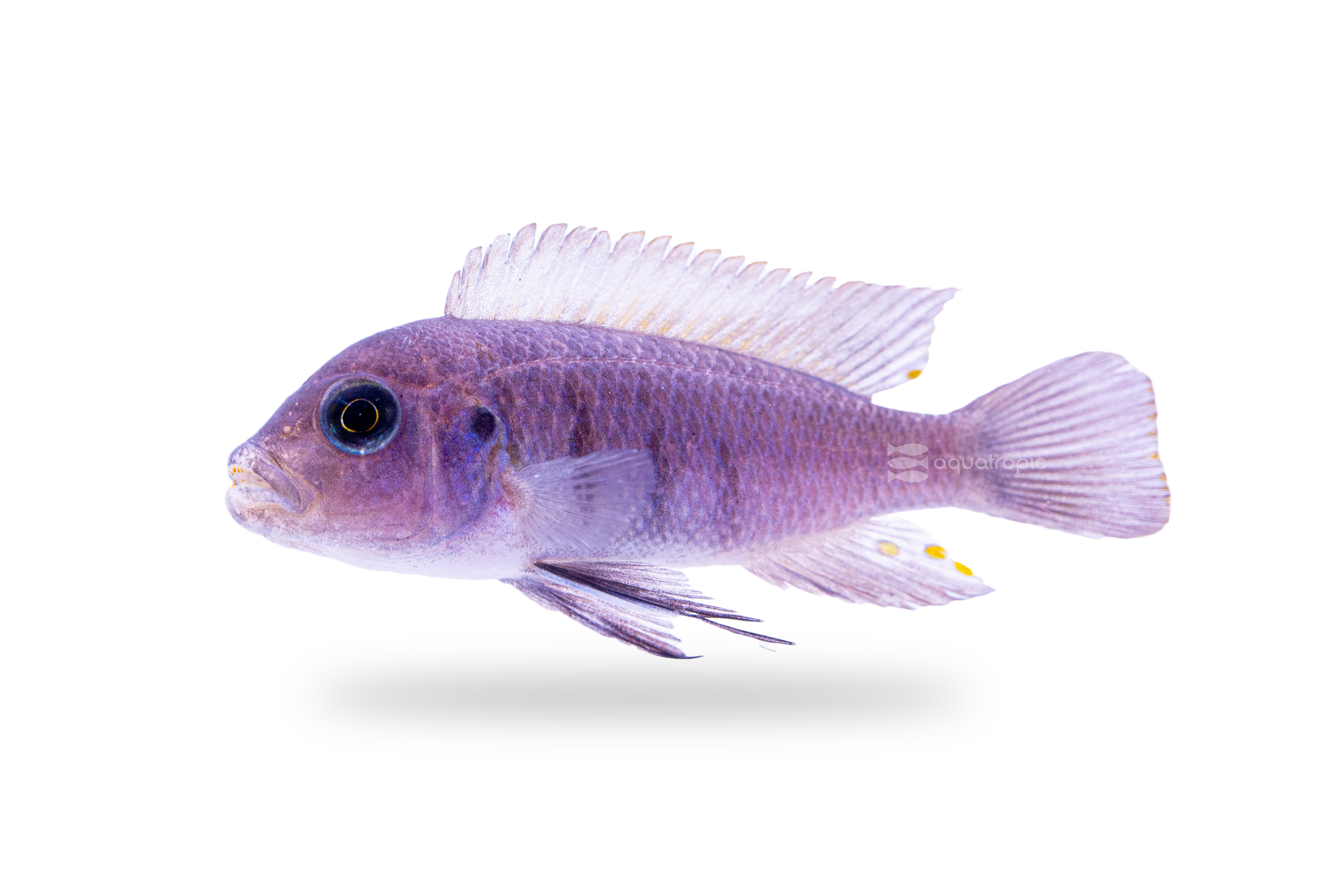 What Exactly is a Hara Anyway? - Quality Marine