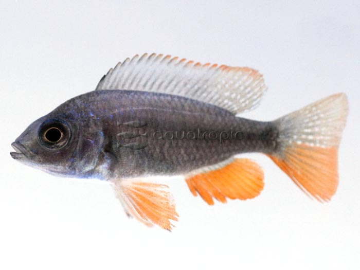 Red Fin Borleyi Cichlid (Copadichromis borleyi) - Quality Marine