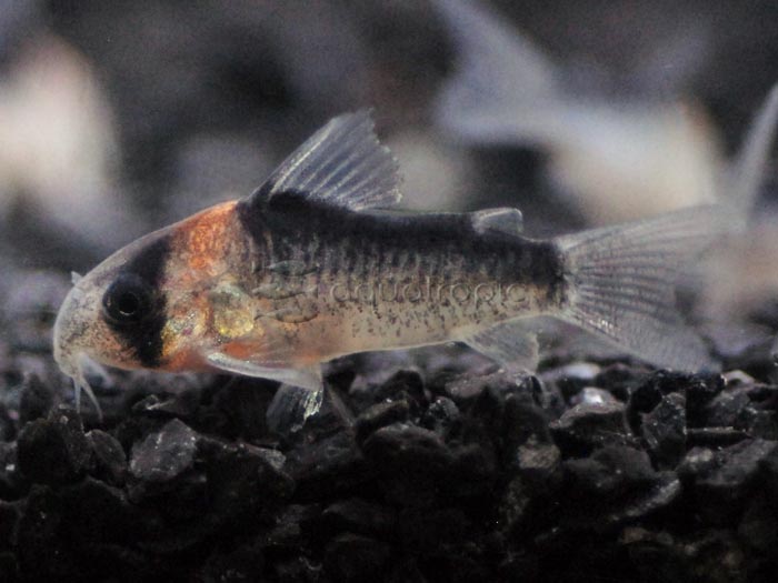 Adolfoi Catfish (Corydoras adolfoi) - Quality Marine