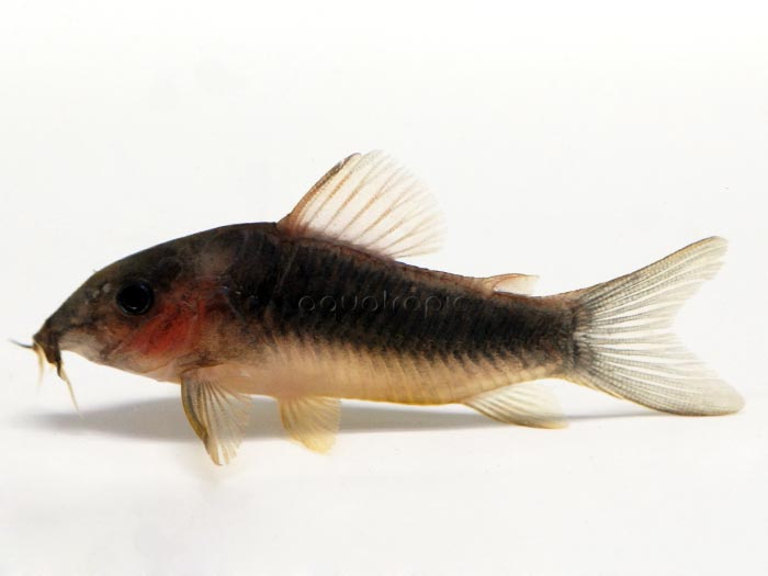 Gold Green Cory Catfish (Corydoras melanotaenia) - Quality Marine