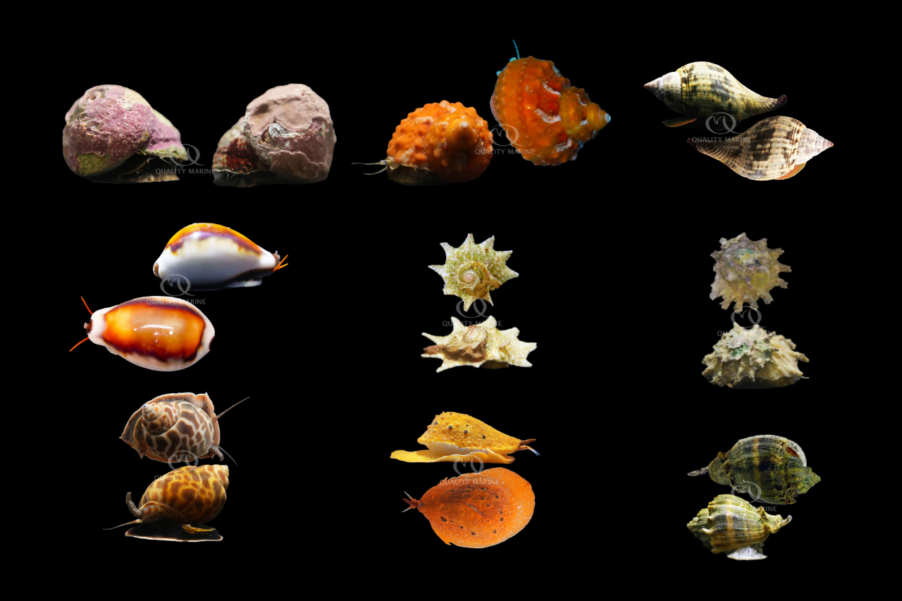 The Scoop on Snails - Quality Marine