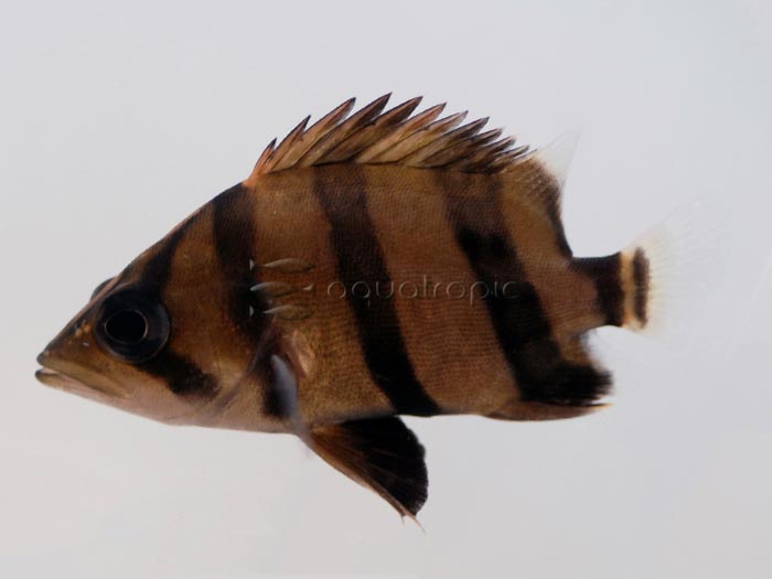 Irian Jaya Tiger Datnoid (Datnioides campbelli) - Quality Marine