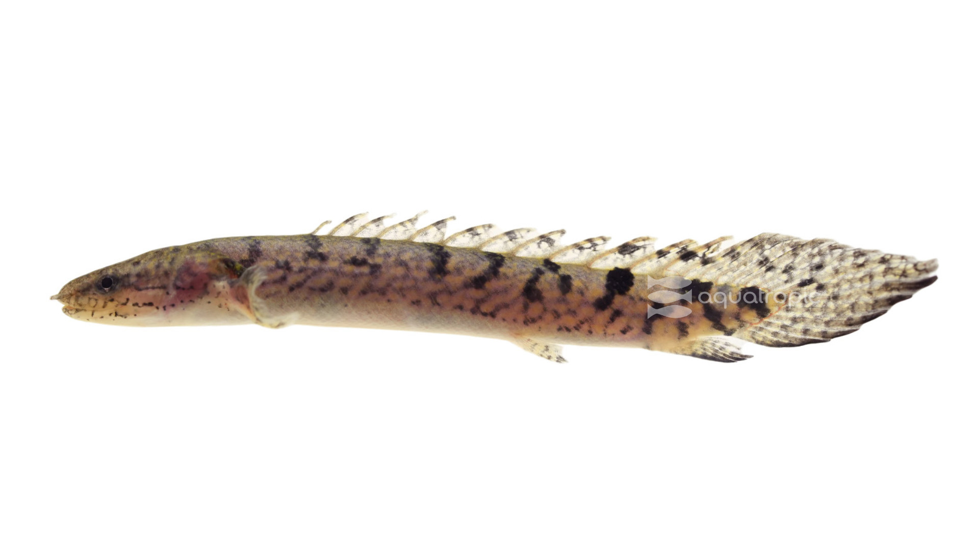 Delhezi Bichir - Quality Marine