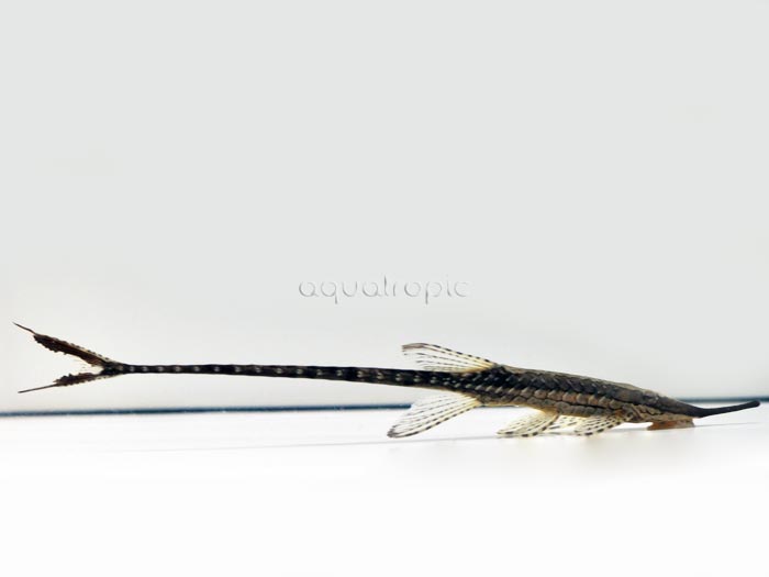 The Farlowella Twig Catfish - Quality Marine