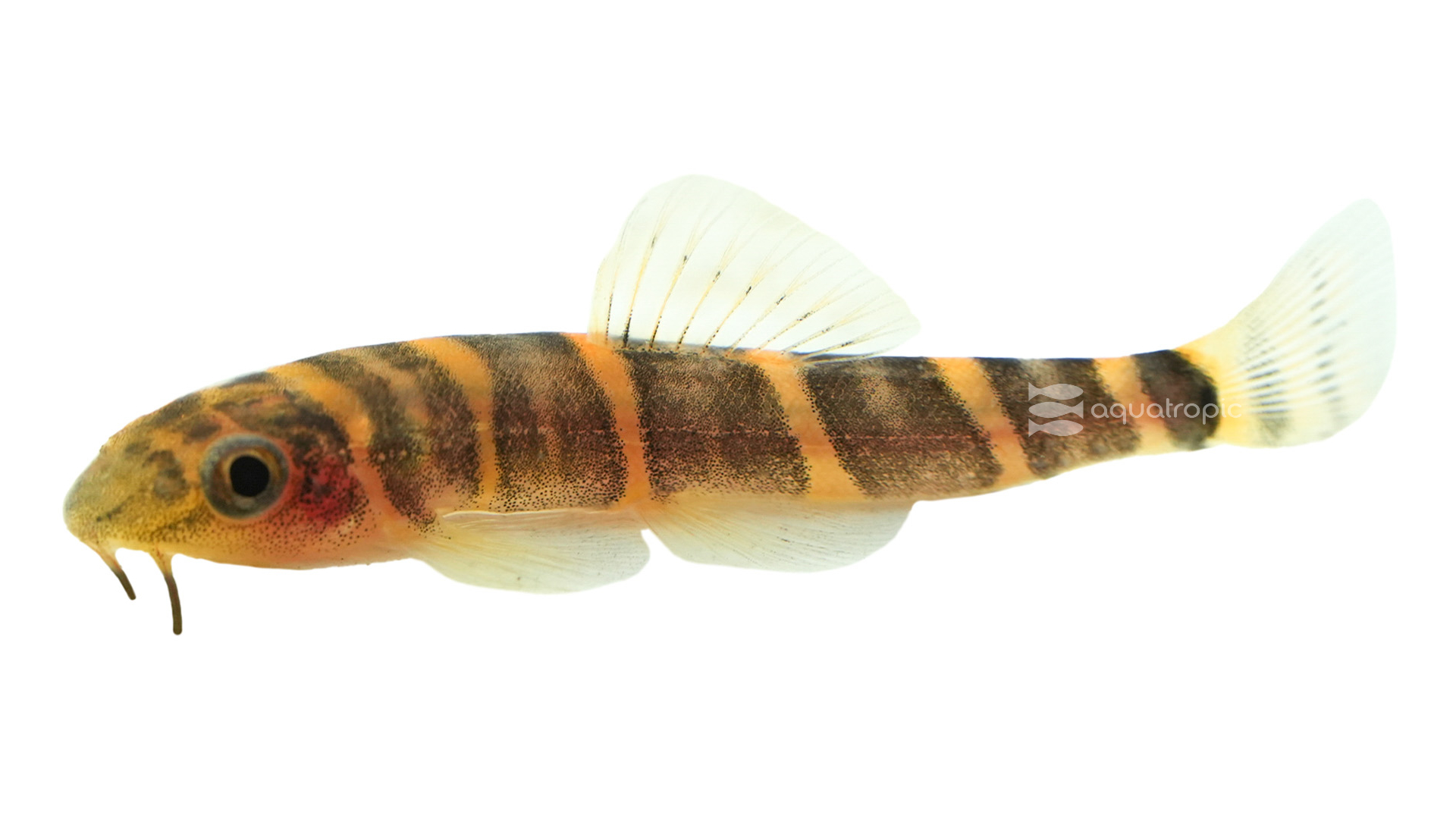 Fire-eyed Loach - Quality Marine