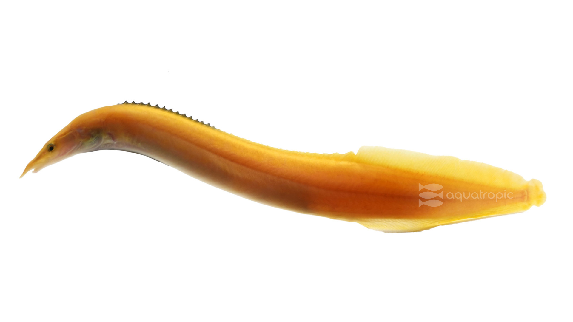 Fire Golden Eel - Quality Marine