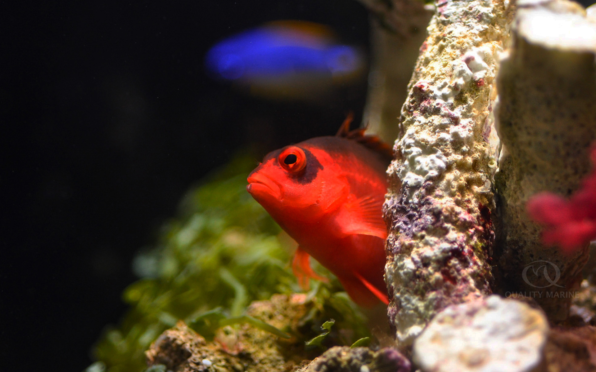 The Flame Hawk (Neocirrhitus armatus) - Quality Marine