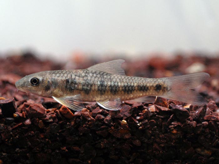 Spotted Garra (Garra spilota) - Quality Marine