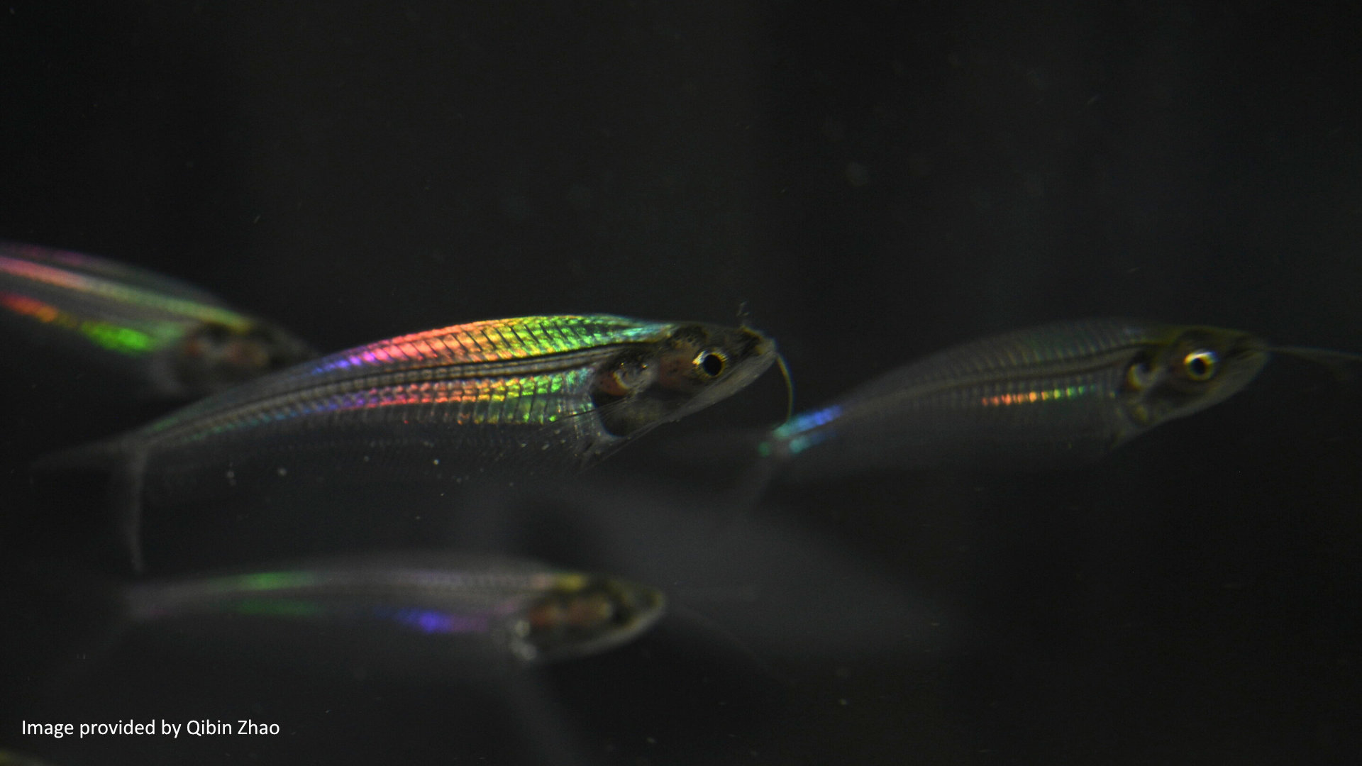 How this little see-through fish gets its rainbow shimmer - Quality Marine