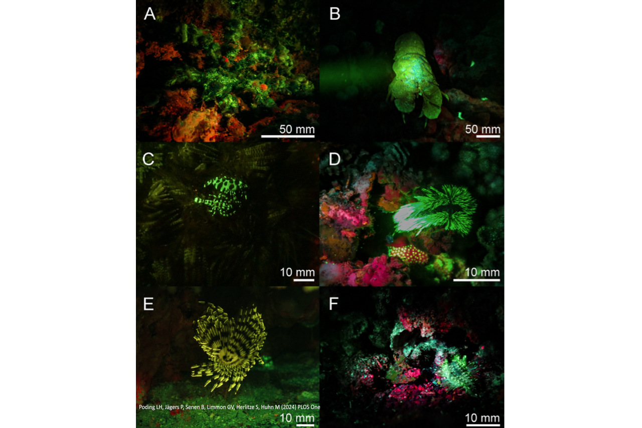Dozens of sea creatures seen glowing for the first time. - Quality Marine