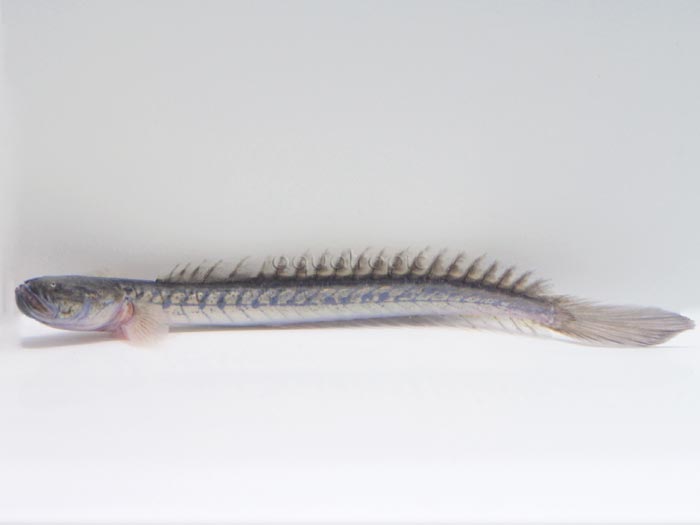 The Prehistoric Dragon Goby (Gobioides broussonnetii) - Quality Marine