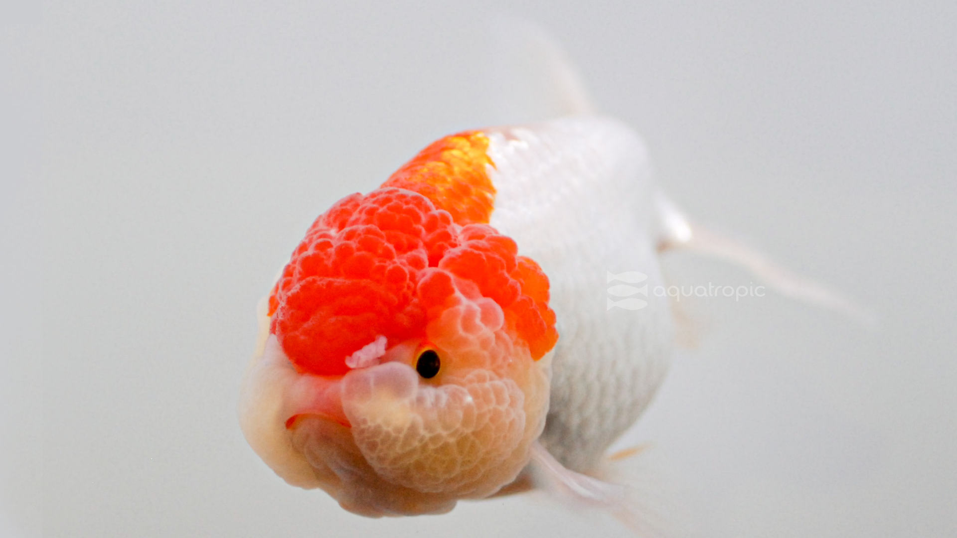 History of the Goldfish - Quality Marine