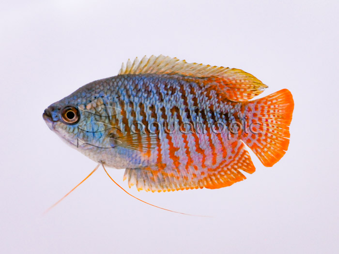Gouramis, the friendly community fish - Quality Marine