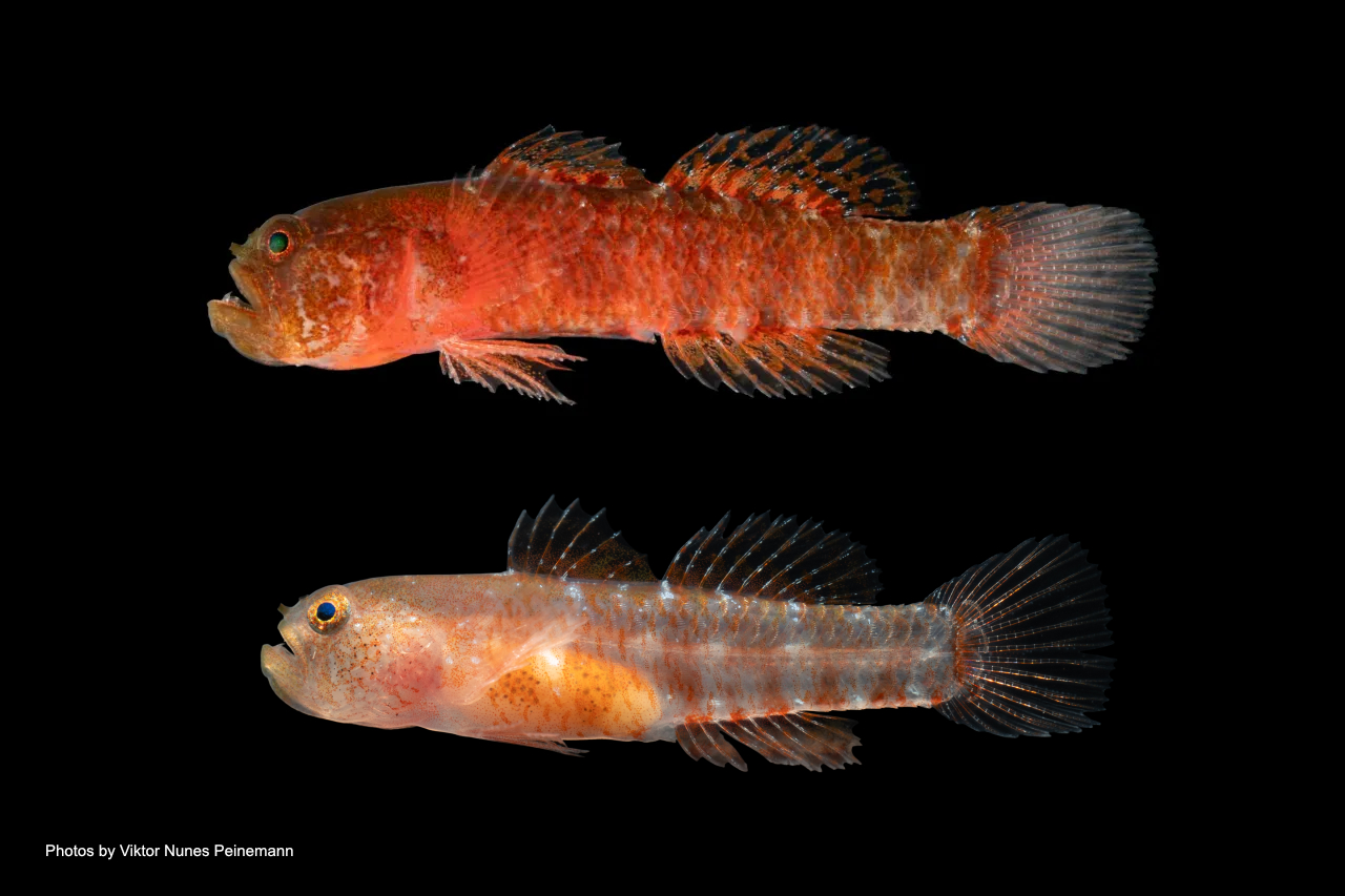New 'grumpy' fish species discovered in the Red Sea - Quality Marine