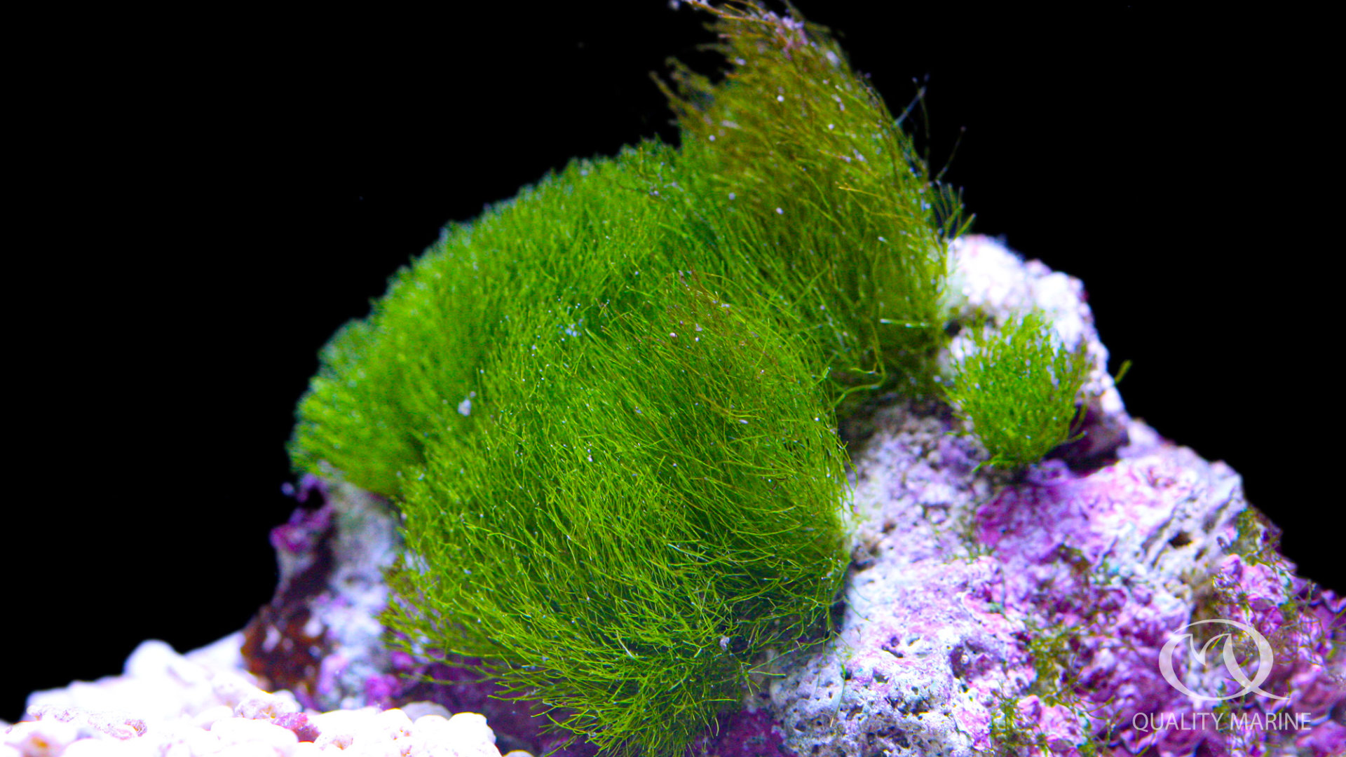 A+ Algae - Quality Marine