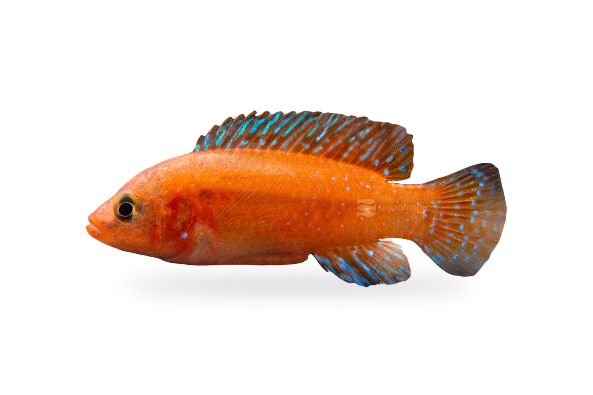 Aquarium Jewels - Quality Marine