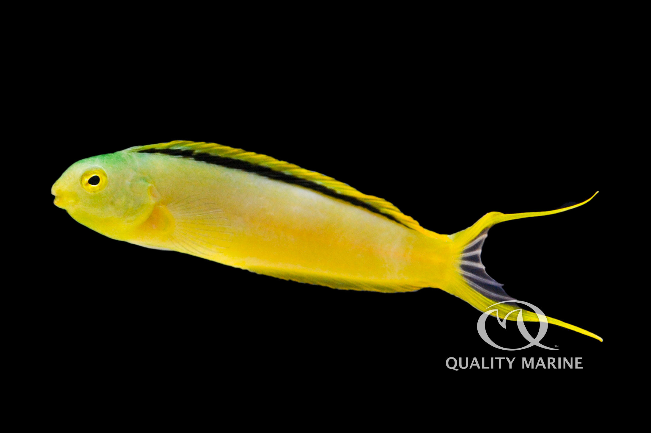 Highly Underrated Fish - The Tongan Canary Blenny - Quality Marine
