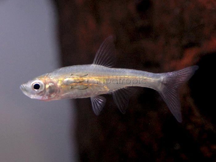 Glowlight Carplet (Horadandia atukorali) - Quality Marine