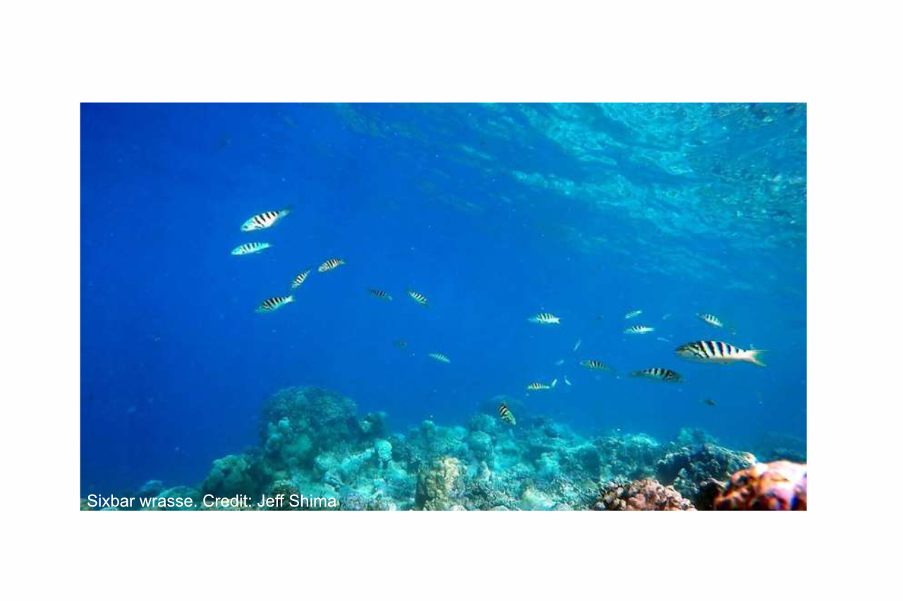 How reef fish may use the moon's cycle to manipulate the sex of their ...